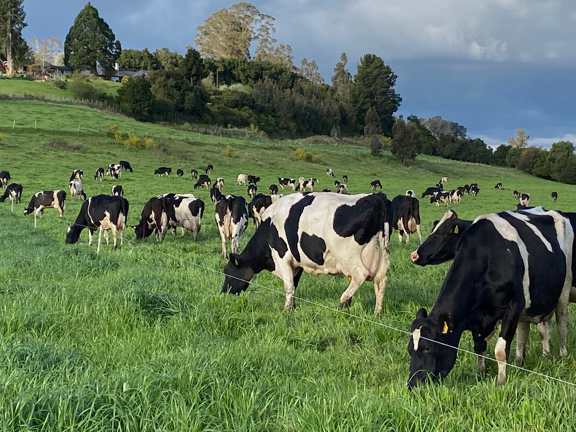 Sector lechero incorpora tecnología de punta para una producción limpia ...