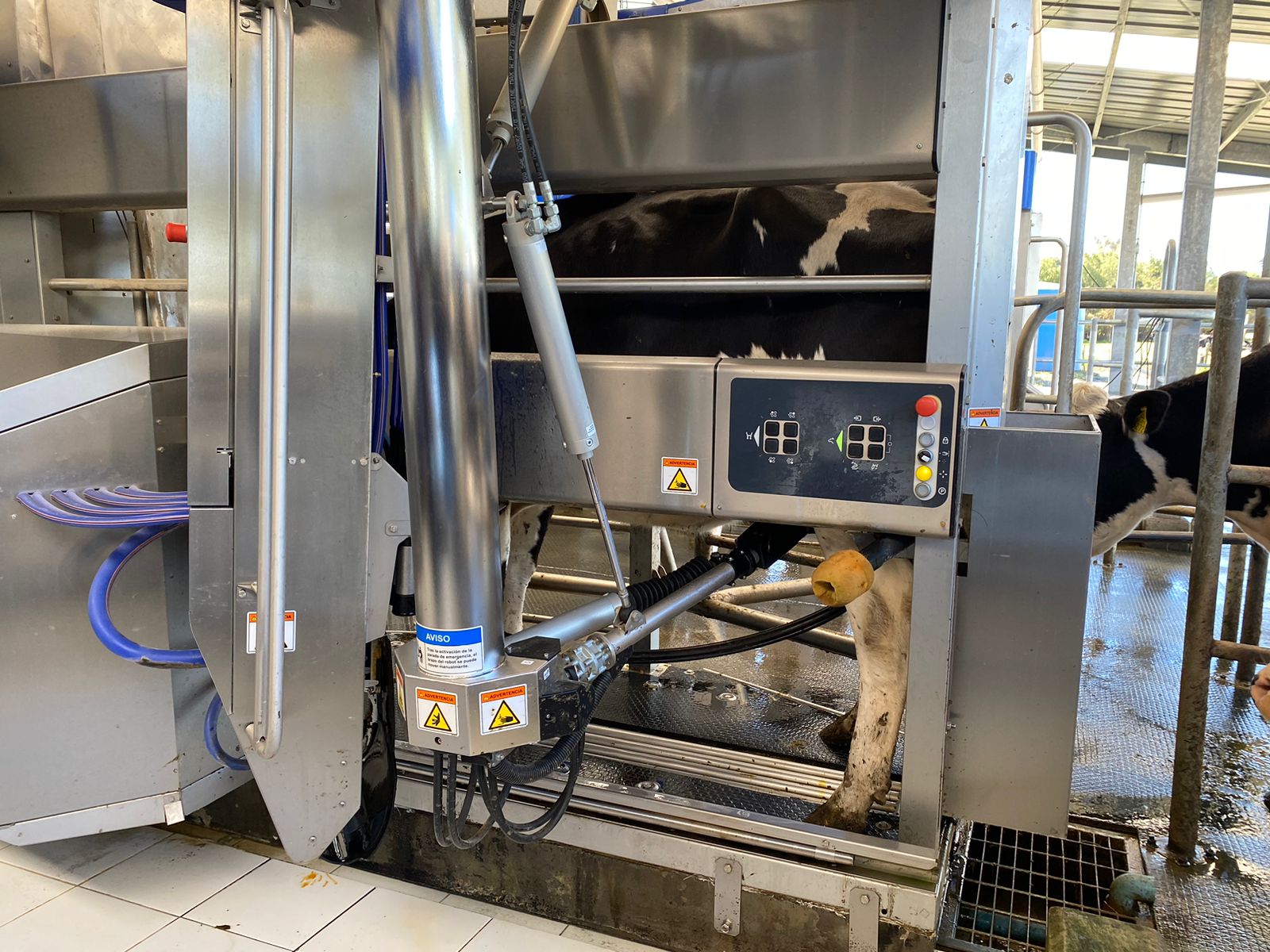 Lecherías chilenas implementan IA para bienestar animal y mejorar sus ...